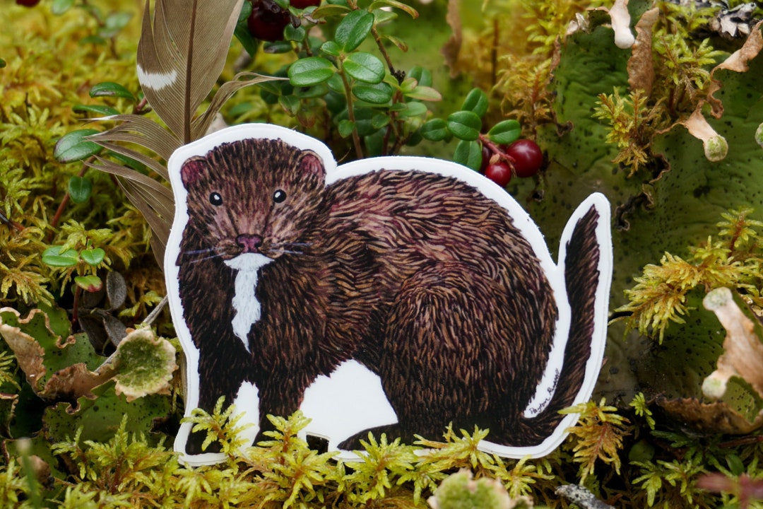 American Mink Sticker Alaska Furbearer Mustelid Trapping Alaskan Payton ...
