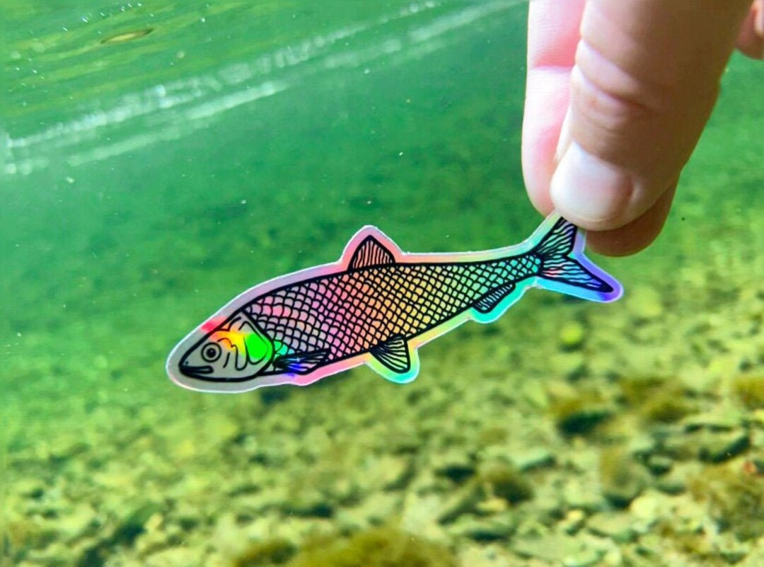 Holographic Herring Fish Sticker Sitka Sac Roe Alaska Cute - Etsy