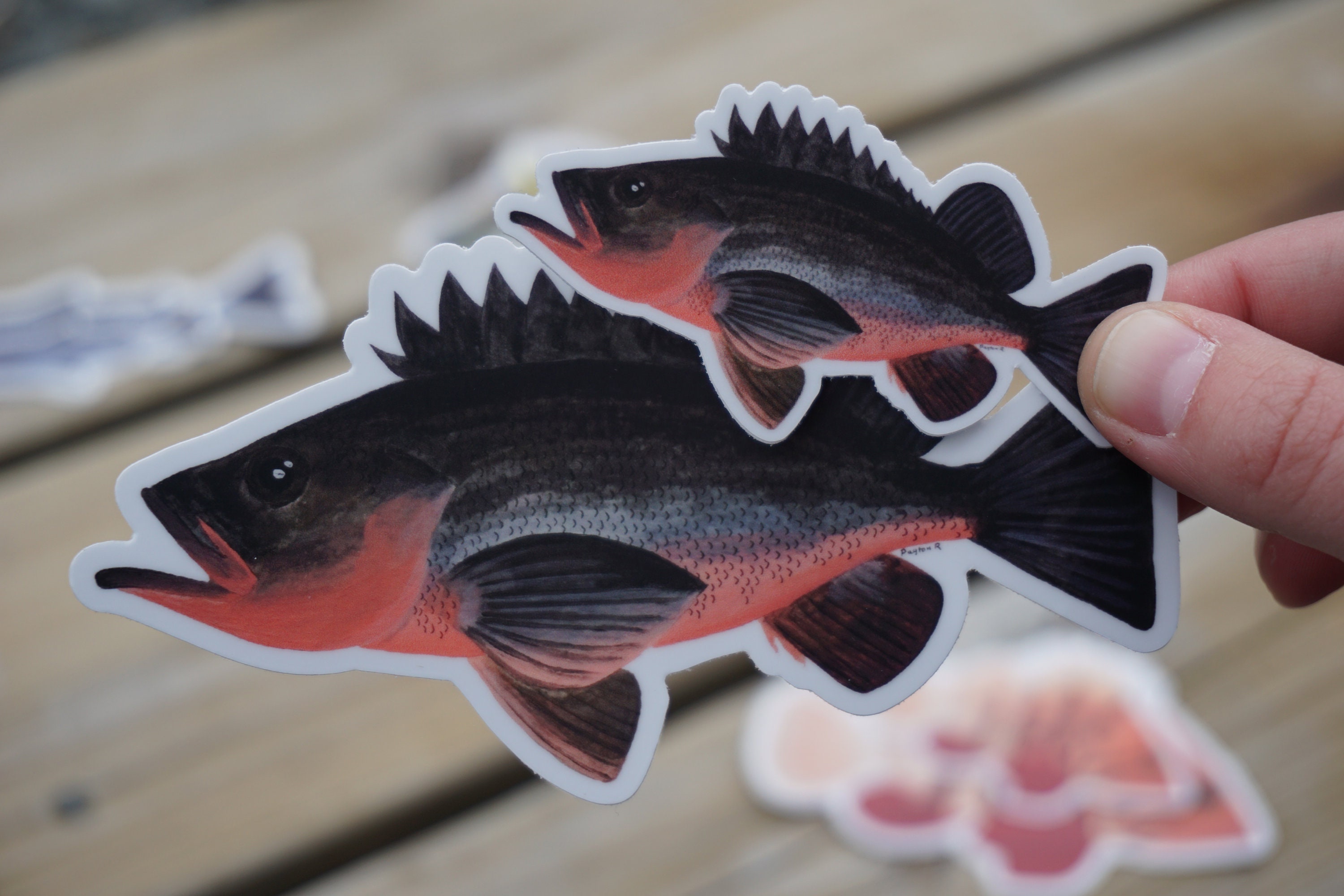 Silvergray Rockfish Sticker Alaska Fish Cute Marine Biology | Etsy