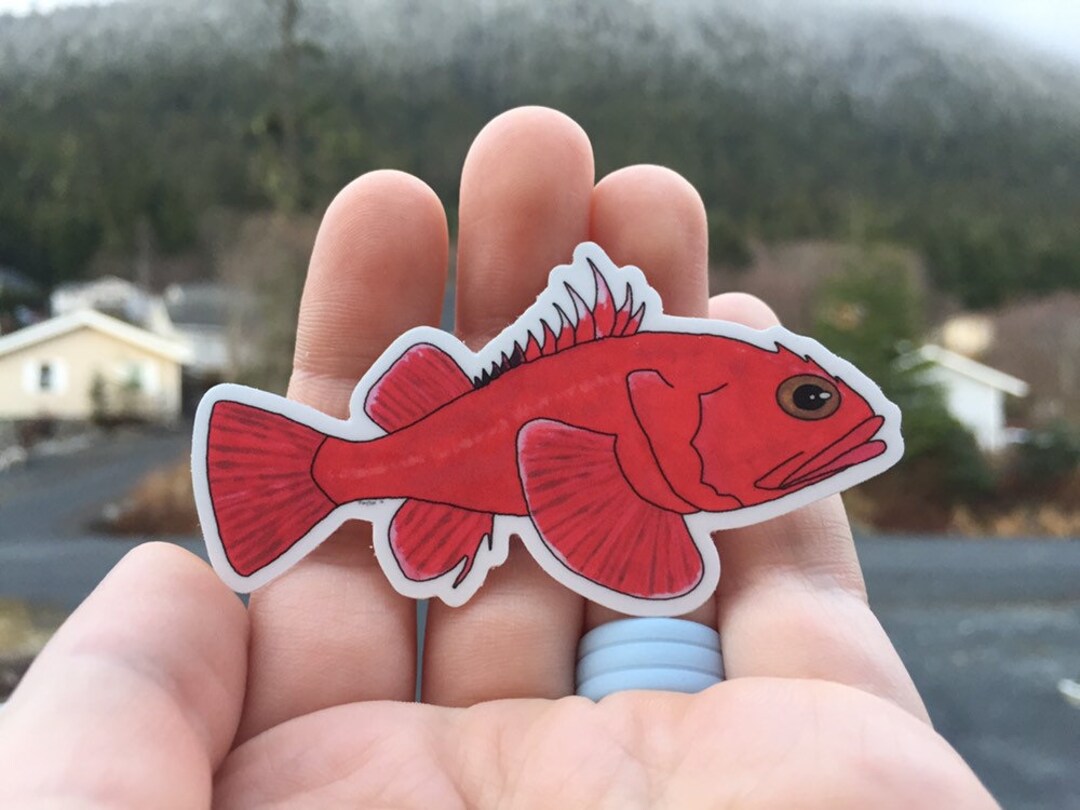 Thornyhead Fish Sticker Rockfish Idiotfish Longspine Alaska - Etsy