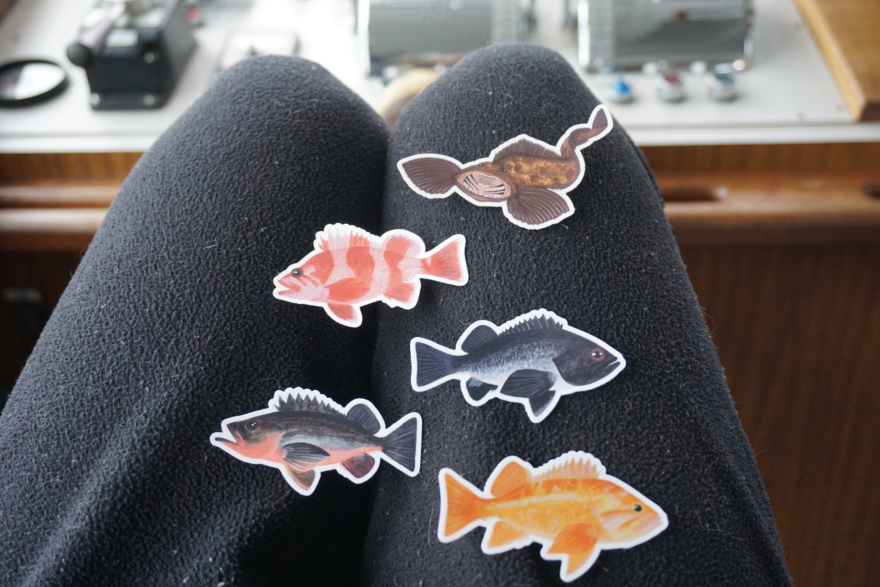 Lingcod Fish Sticker Alaska Cute Marine Biology Science Oh My - Etsy
