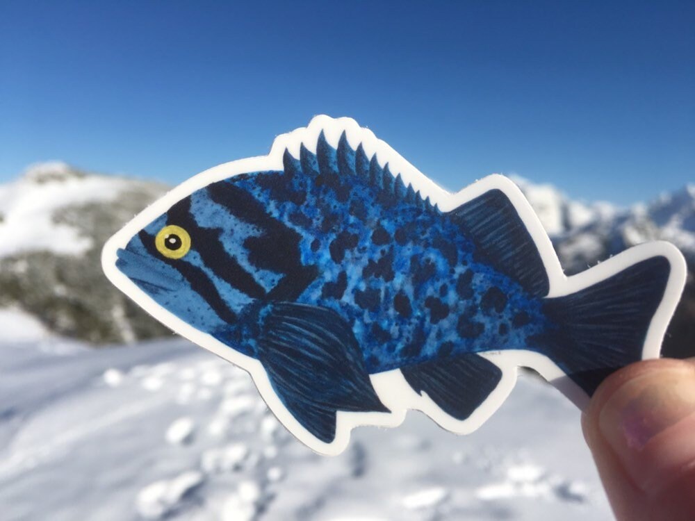 Deacon Rockfish Sticker Blue Alaska Fish Cute Marine Biology | Etsy