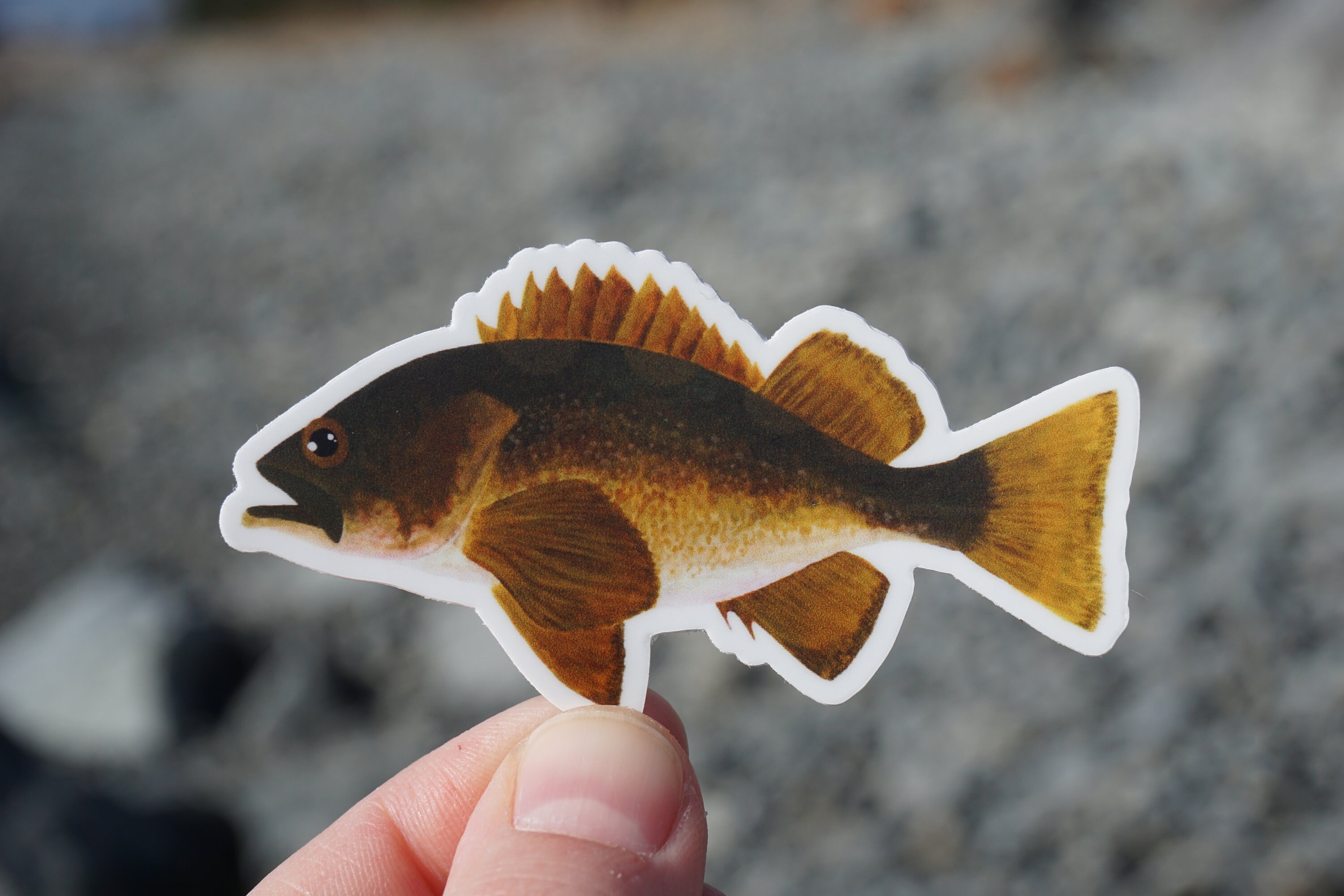 Yellowtail Rockfish Sticker Alaska Fish Cute Marine Biology | Etsy