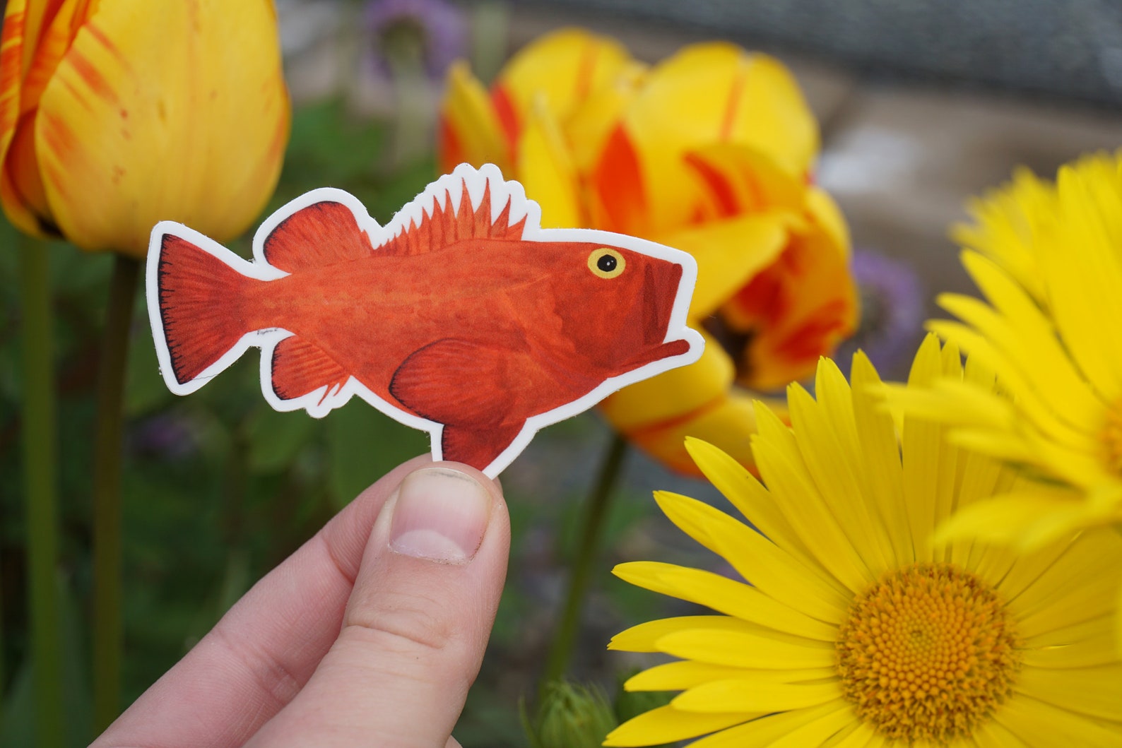 Yelloweye Rockfish Sticker Red Snapper Alaska Fish Cute Marine | Etsy