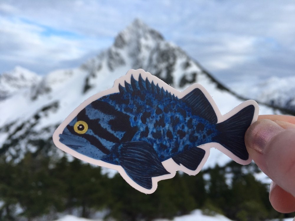 Deacon Rockfish Sticker Blue Alaska Fish Cute Marine Biology | Etsy