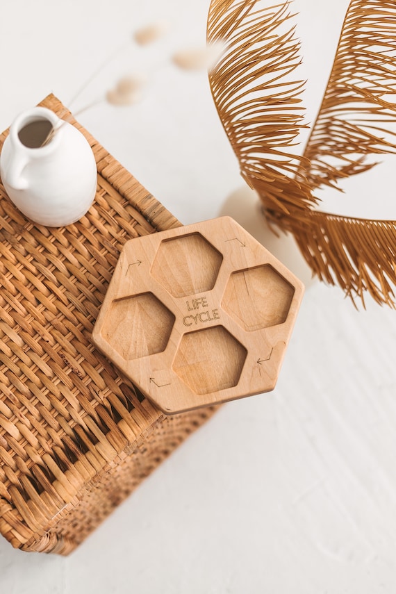 Learning Toys Life Cycle Board hexagon Handmade From | Etsy