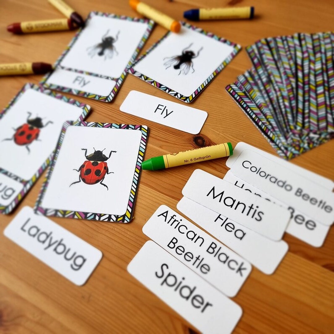 INSECTS Montessori Learning Flashcards, Flash Cards for Kids ...