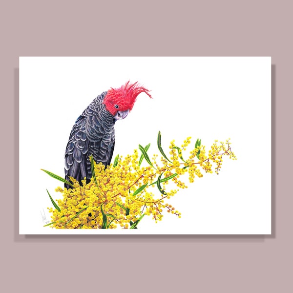 Wattle Drawing - Etsy Australia