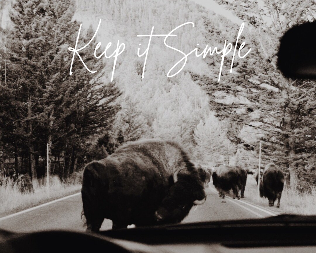 Black and White American Bison Wall Art | Download Print | Minimal ...