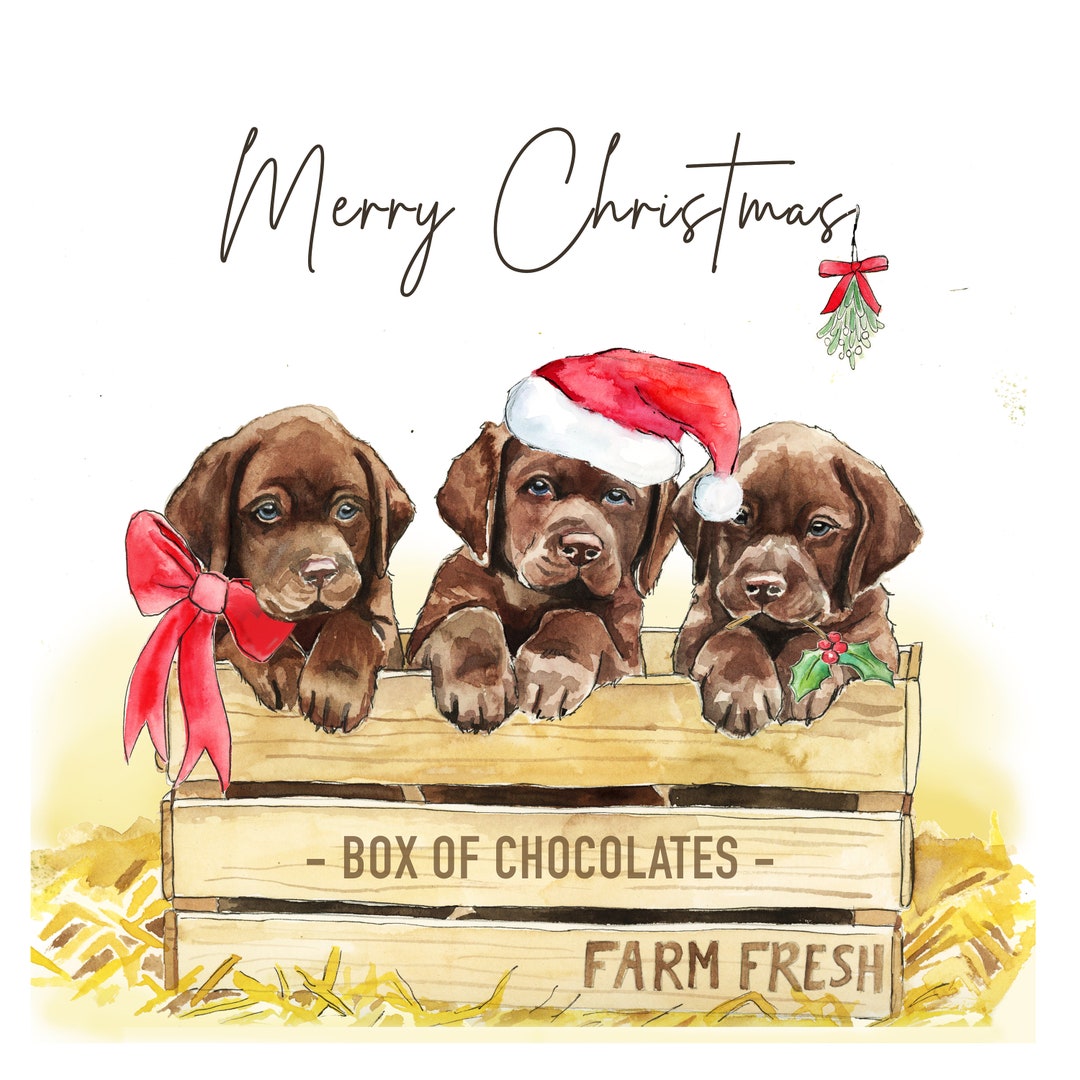Chocolate Labrador Christmas Cards Gundog Greetings Card. - Etsy