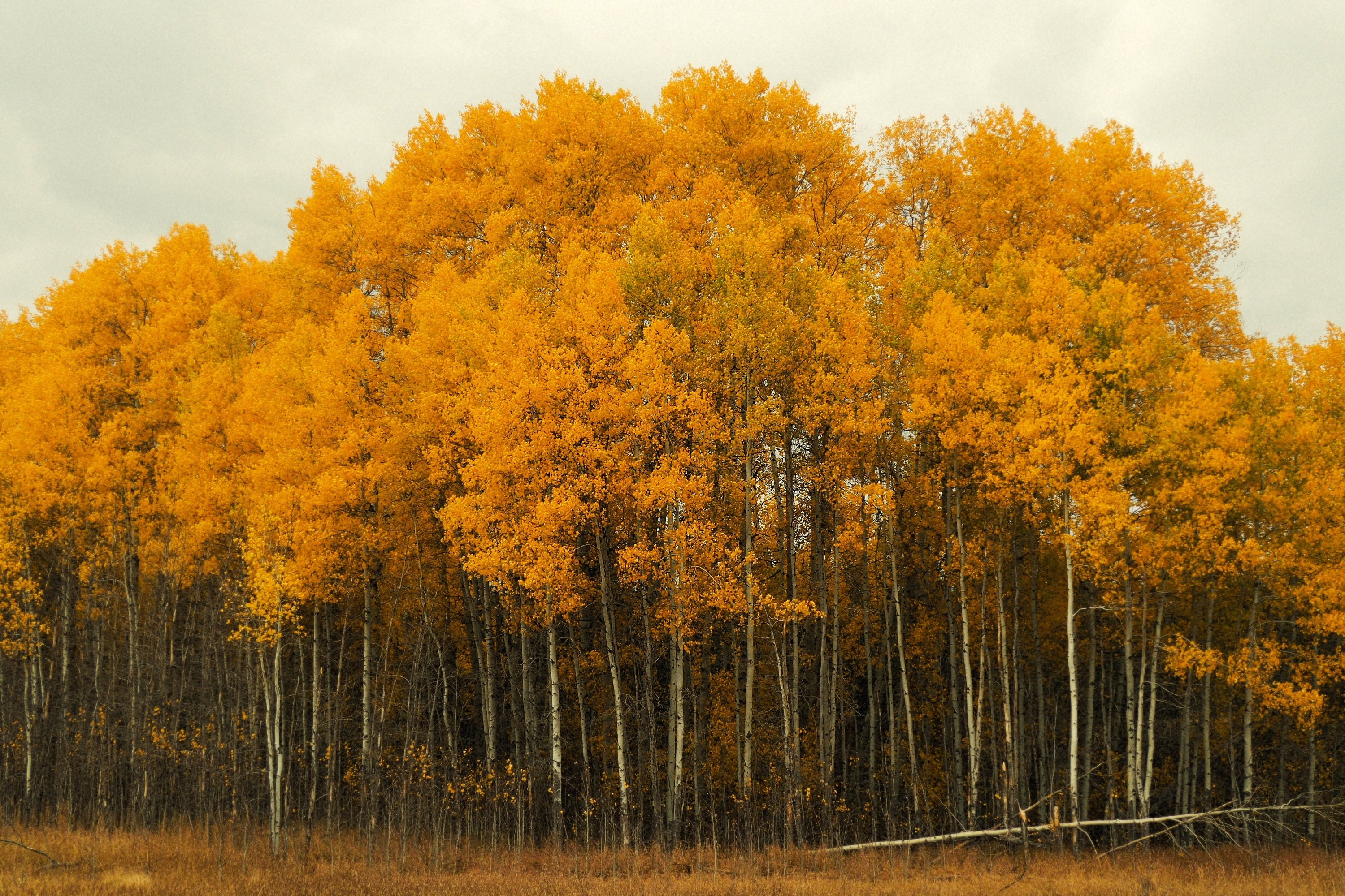 Autumnal Yellow Birch Trees Fall Season Glacier National | Etsy