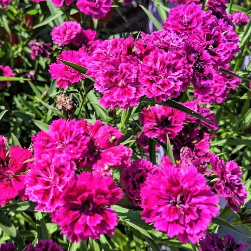 50 MAGENTA CARNATION Dianthus Caryophyllus Chabaud Flower - Etsy