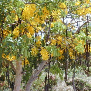 15 GOLDEN SHOWER TREE Gold Rush Yellow Cassia Fistula Flower Seeds comb S/H - Etsy