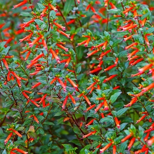 10 Red CIGAR PLANT Mexican Firecracker Cuphea Ignea - Etsy