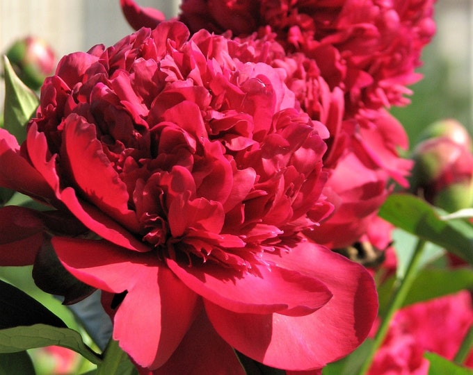 Whopper Peony, Bi Color Pink and White Large Blooms-2-3 Eye Bare Root ...