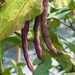 100 RED RIPPER COWPEA Cow Pea Southern Pea Vigna Unguiculata Legume ...
