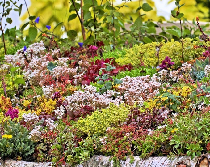 Sedum 'night Embers' 3 Pack Bare-root Plant grade 1 - Etsy