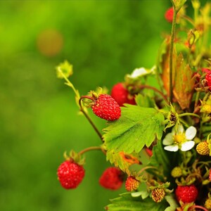 50 ALEXANDRIA STRAWBERRY Everbearing Alpine Fragaria Vesca Red Berry ...