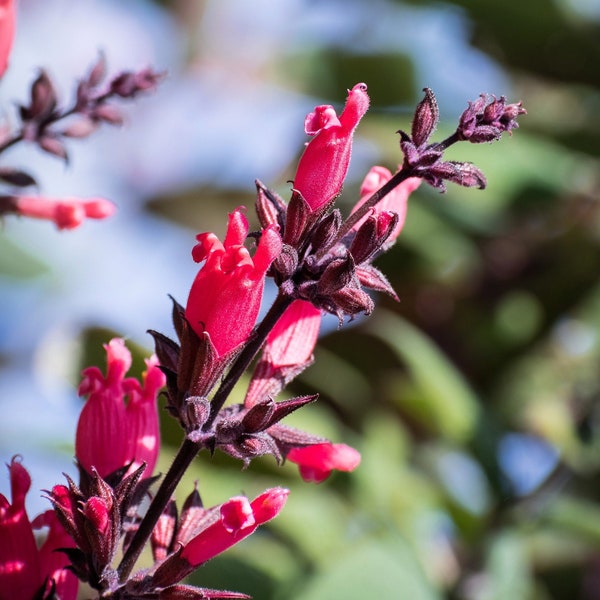 Red Hummingbird Plant - Etsy