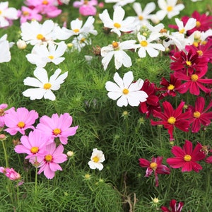 300 Mixed Colors DWARF COSMOS Bipinnatus Red Pink White Fast Growing ...