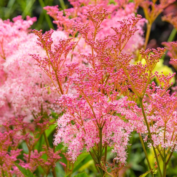 Prairie Smoke Flower - Etsy