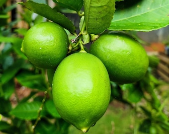 Citrus Aurantifolia Key Lime Mexican Lime 25 Seeds - Etsy