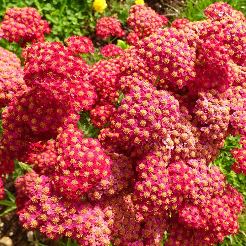 600 RED YARROW Achillea Millefolium Rubra Flower Seeds - Etsy