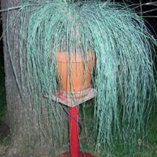 200 Weeping Love Grass Ornamental African Lovegrass Eragrostis Etsy