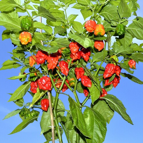 10 Red CAROLINA REAPER PEPPER World's Hottest Capsicum - Etsy