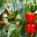 20 Organic Red MINI BELL PEPPER Sweet Mild Miniature Capsicum Annuum ...
