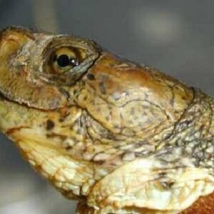 50 WHITE TURTLEHEAD Chelone Glabra Flower Seeds | Etsy Canada