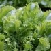 3000 GREEN CURLED ENDIVE salad Endive / Moss Curled Endive / - Etsy