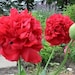 100 Giant Double RED PEONY POPPY Papaver Peoniflorum Flower - Etsy