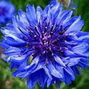 1000 Tall Blue BACHELOR'S BUTTON / CORNFLOWER Centaurea Cyanus Flower ...