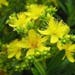 1500 Great SAINT JOHNS WORT St John's Hypericum Pyramidatum Yellow ...