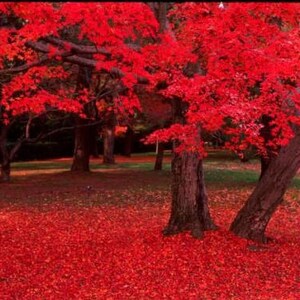 25 Scarlet CAROLINA RED MAPLE Tree Acer Rubrum Seeds - Etsy