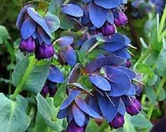 Honeywort cerinthe Major Purpurascens/blue Shrimp 10 Seeds - Etsy