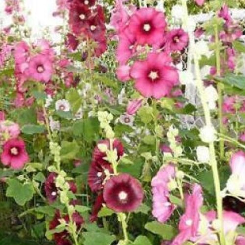 50 Mixed Colors HOLLYHOCK COUNTRY ROMANCE Mix Alcea Rosea - Etsy