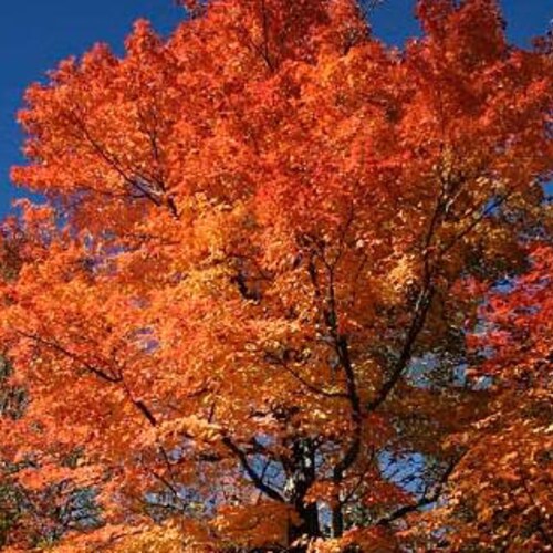 20 Tartarian FLAME MAPLE TREE Red Acer Tartaricum Seeds - Etsy