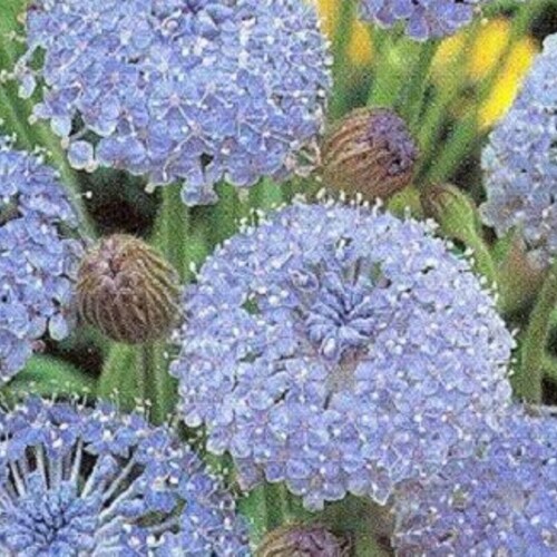 100 Organic BLUE LACE FLOWER Aka Didiscus & Island Daisy - Etsy