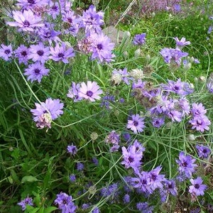 20 Blue CUPIDS DART Aka ' LOVE Plant ' Catananche Caerulea Flower Seeds ...