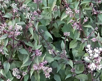 Chocolate Joe Pye Weed - Etsy