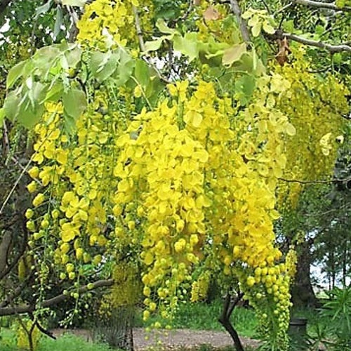 15 Golden Shower Tree Gold Rush Yellow Cassia Fistula Flower Etsy