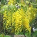 15 GOLDEN SHOWER TREE Gold Rush Yellow Cassia Fistula Flower Seeds comb S/H - Etsy
