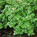 1000 Fine Curled PEPPERGRASS / PEPPERCRESS / WATERCRESS Lepidium ...
