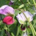 50 AUSTRIAN WINTER PEA Caley Flower Pisum Sativum Ground Cover Crop ...