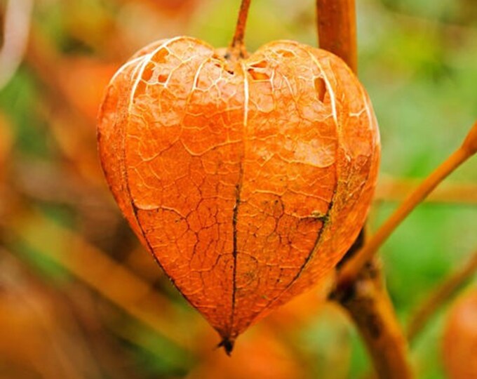 50 PERUVIAN GROUND CHERRY Physalis Peruviana Cape Gooseberry - Etsy