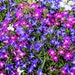 200 MIXED COLORS LOBELIA Regatta Lobelia Erinus Flower Seeds - Etsy