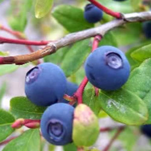100 GARDEN HUCKLEBERRY ground Cherry Solanum Melanocerasum - Etsy