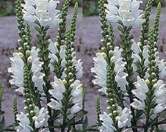50 Purple False Dragon DRAGONS HEAD Obedient Plant | Etsy